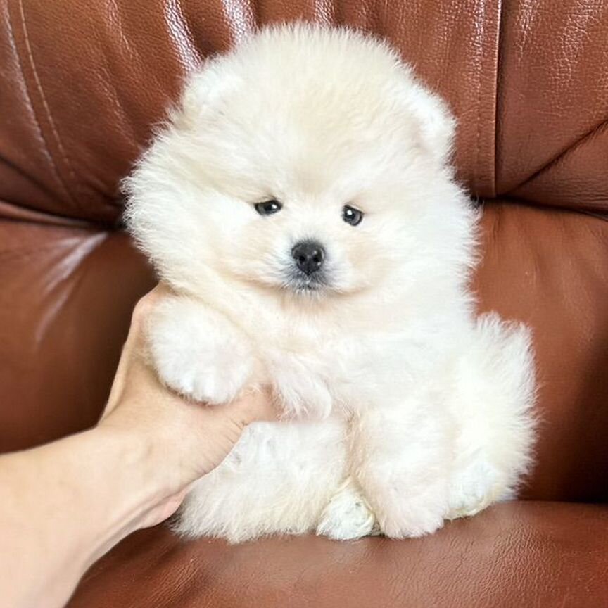 Плюшевый мишка шпиц
