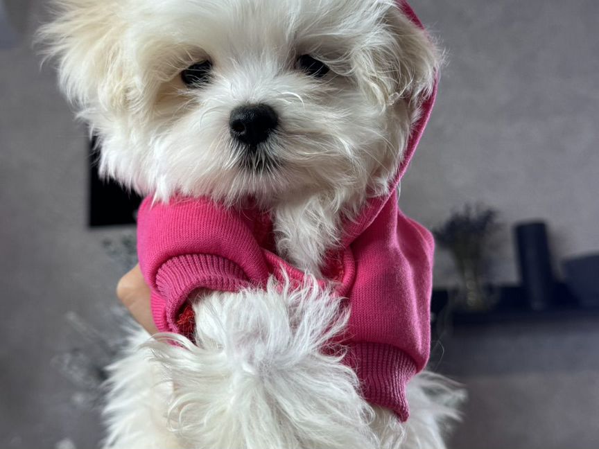 Болонки Мальтезе