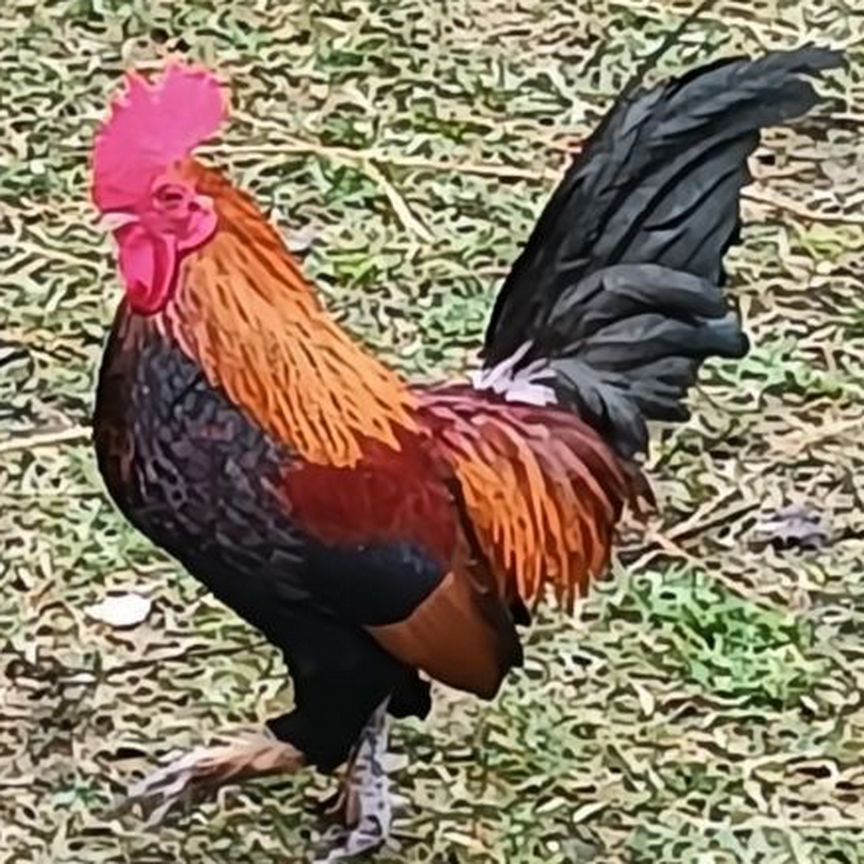 Петухи породы Бентамка