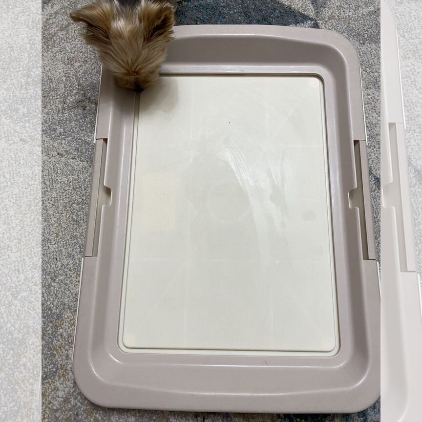 Лоток доя собак