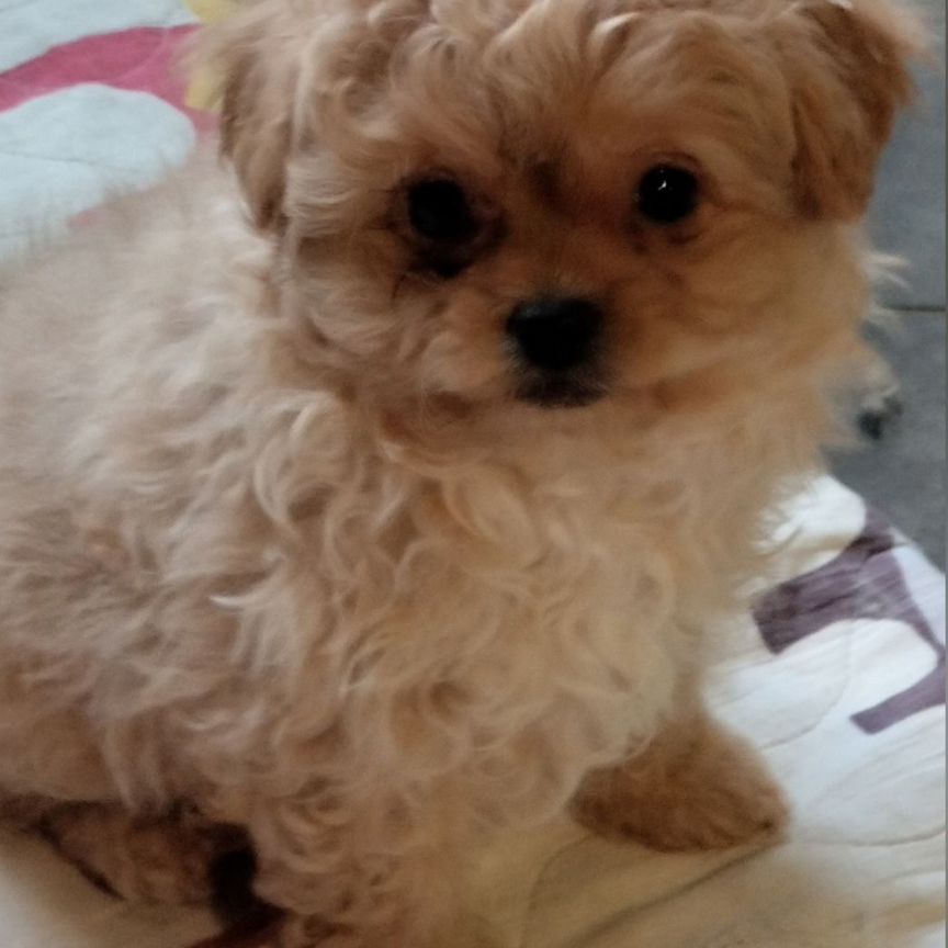 Красавчик мальчик 2,5 мес