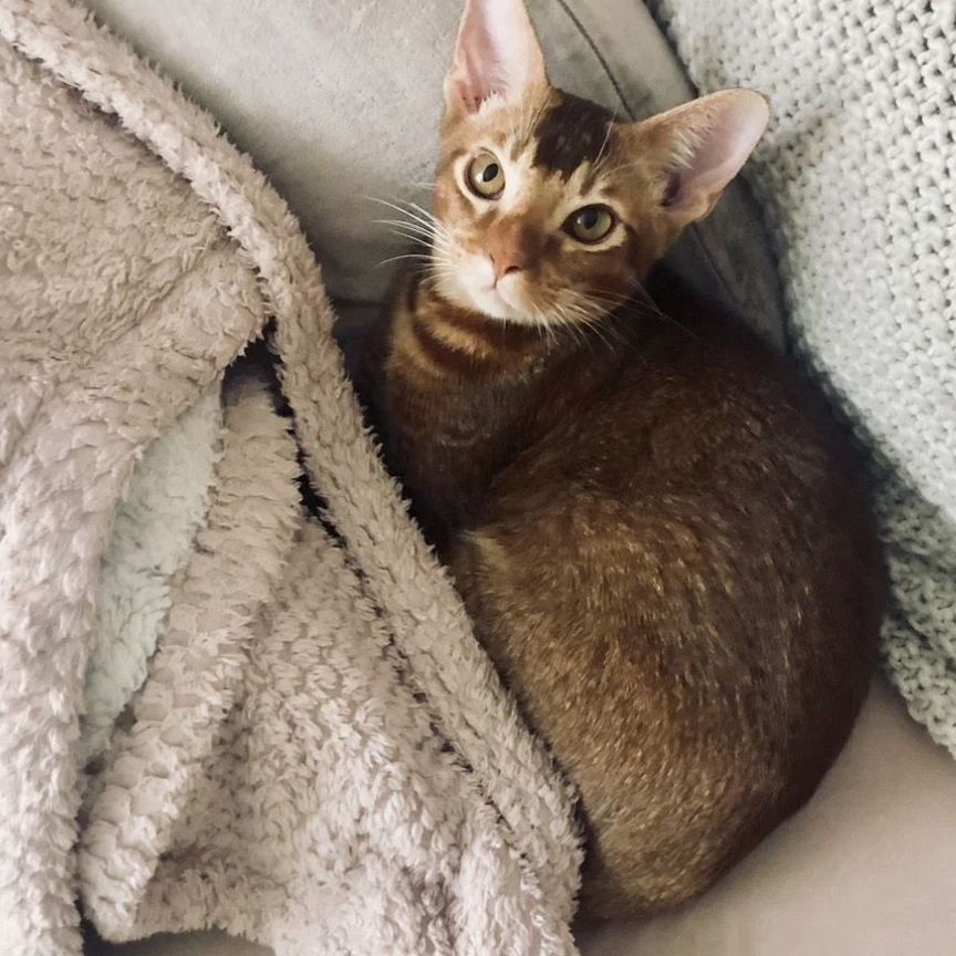 Оцикет, взрослый кот