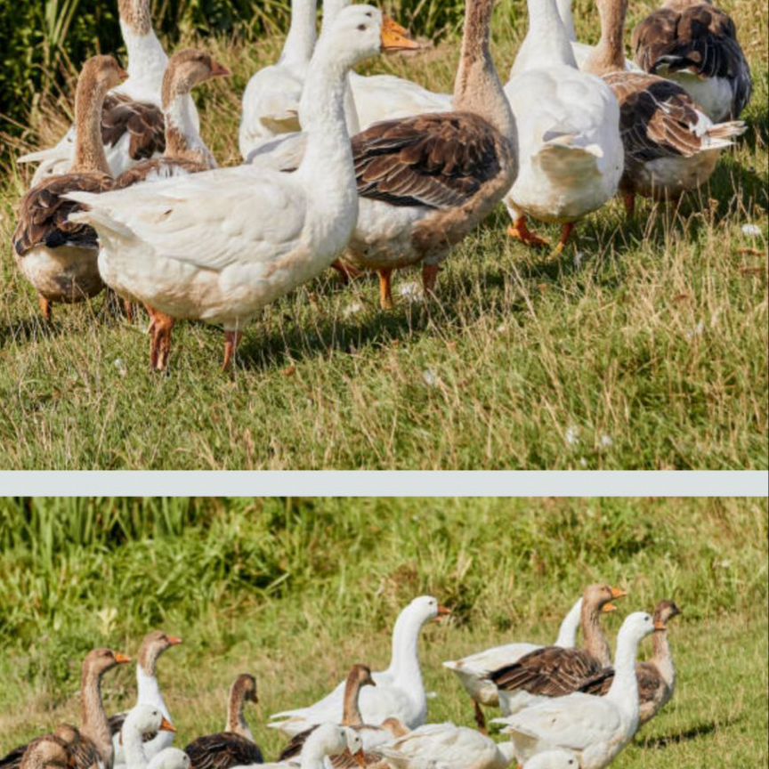 Гуси (серые, Линда)