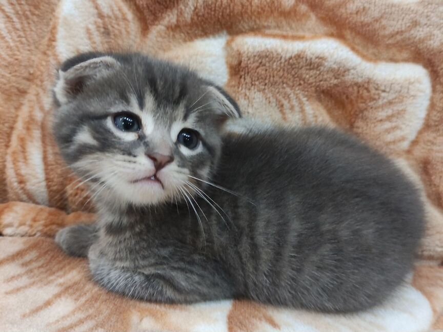 Котенок вислоухий мальчик