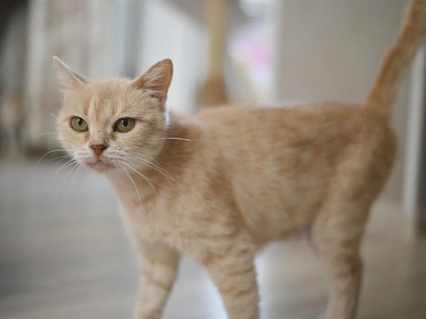 Я вас внимательно слушаю) компаньон Пульхерия