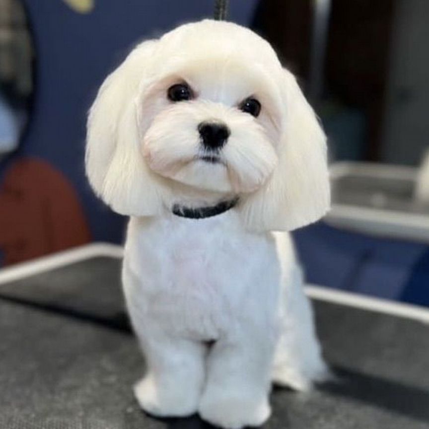 Вязка собак мальтийская болонка