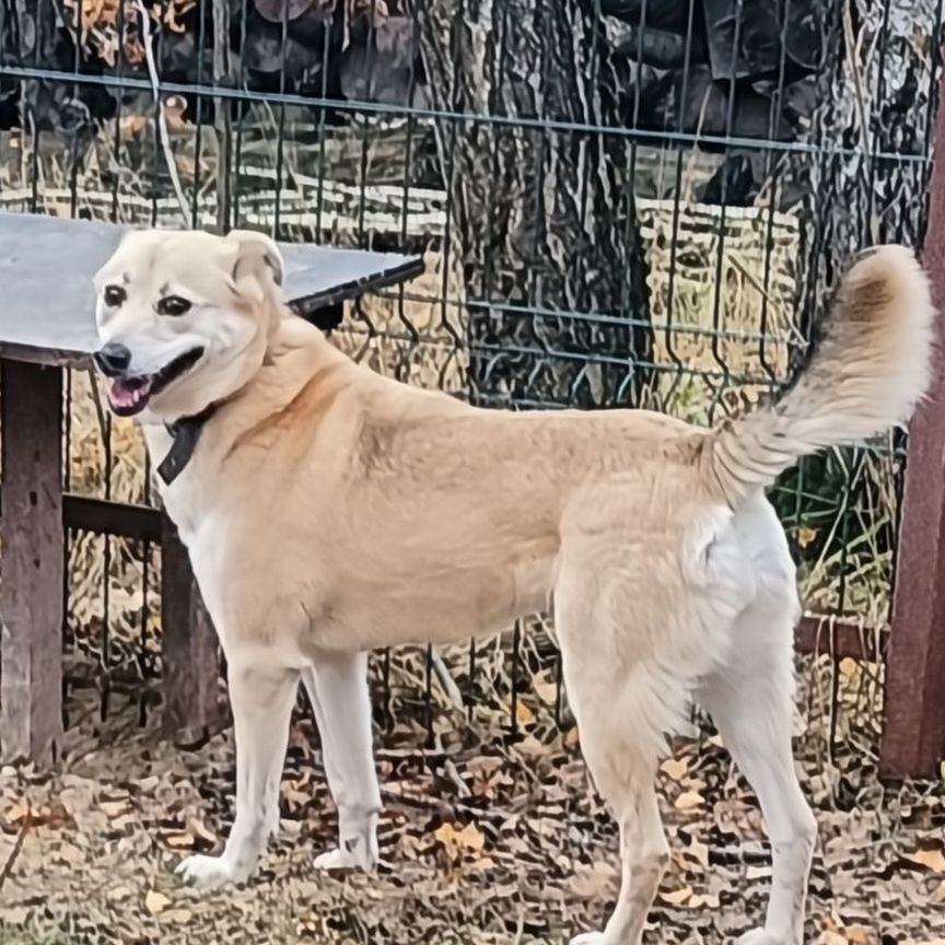 Взрослая собака в добрые руки