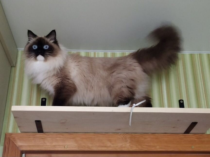 Котята Бирма