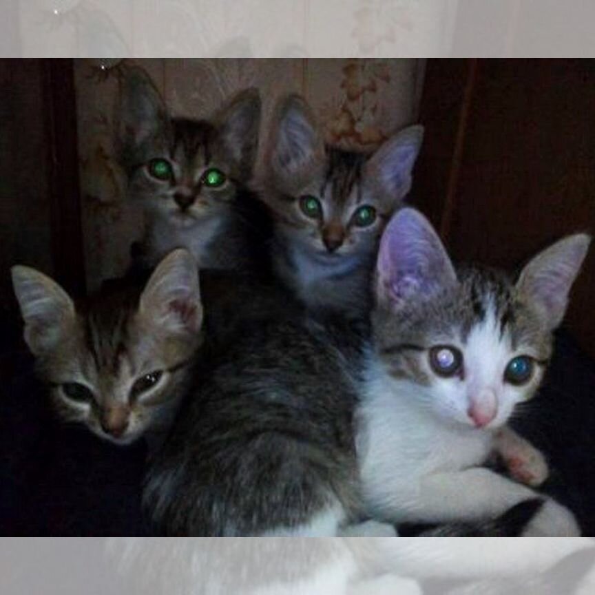 Котёнок в добрые руки