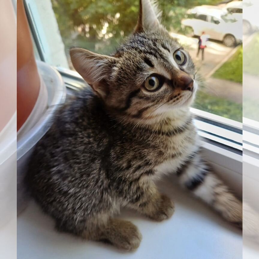 Котенок мальчик 3 месяца