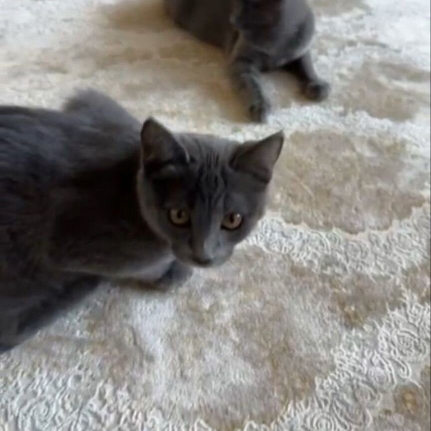 Котята девочки 4 месяца