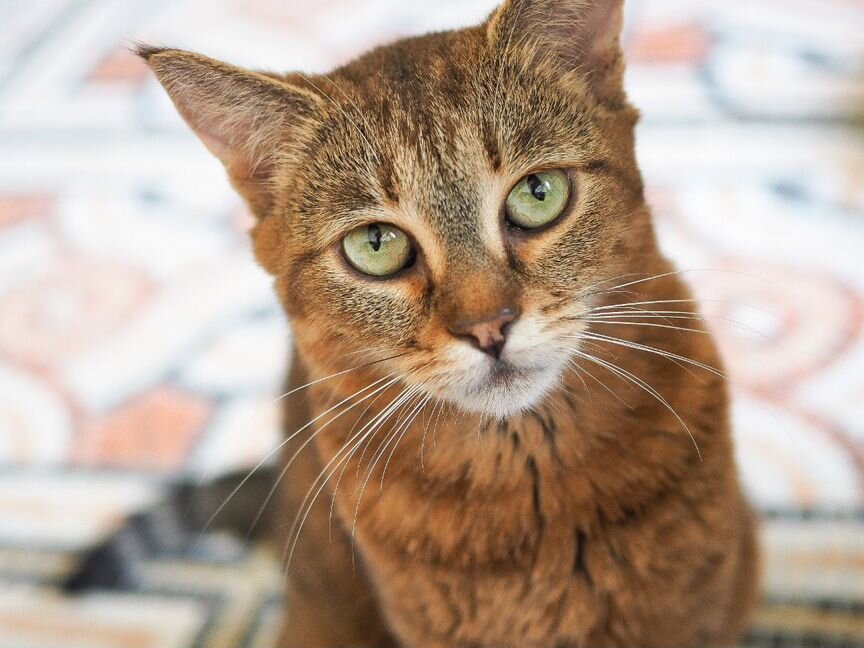 Милая Кошечка в надежные руки