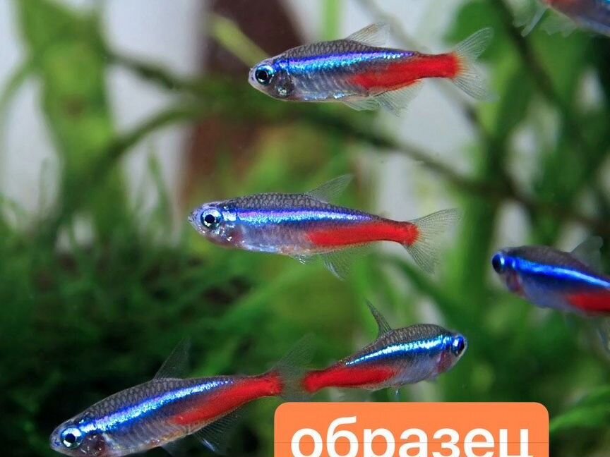 Рыба Неон голубой