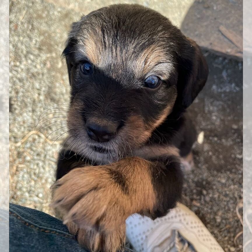 Щенок в добрые руки