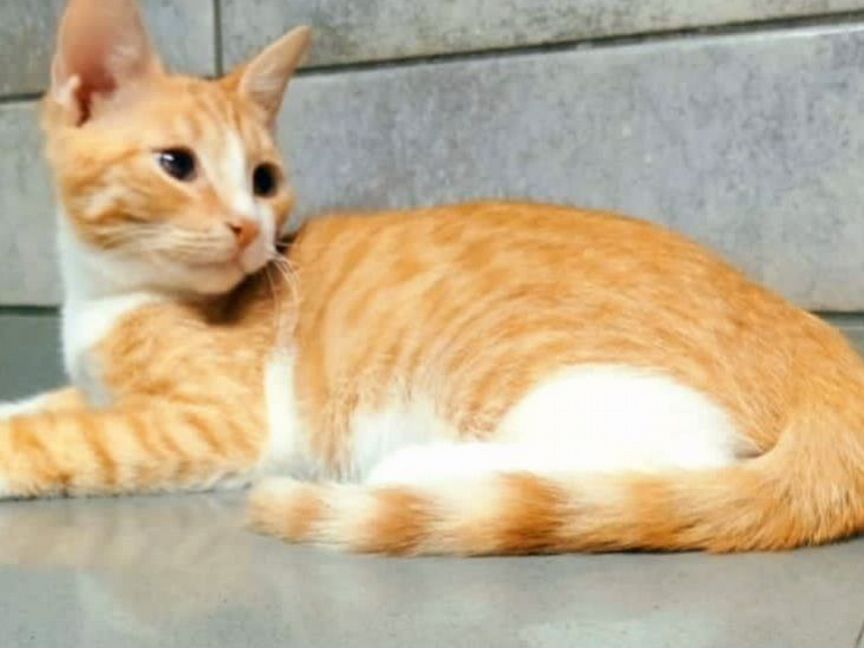 Котенок рыжий с белой манишкой в дар