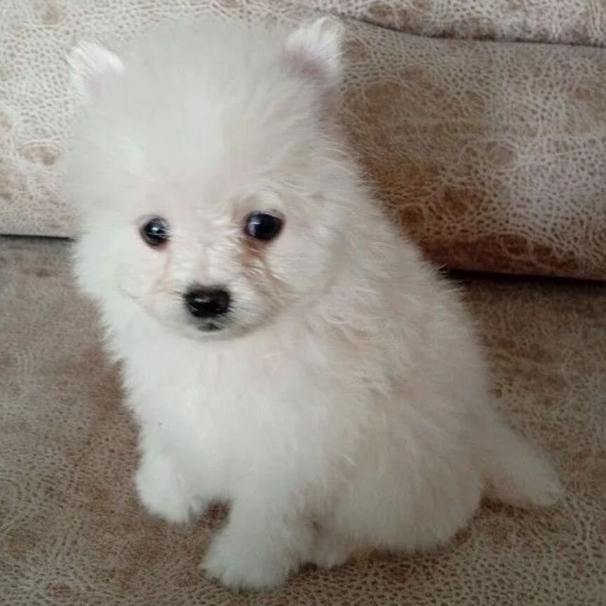 Померанский шпиц, щенок