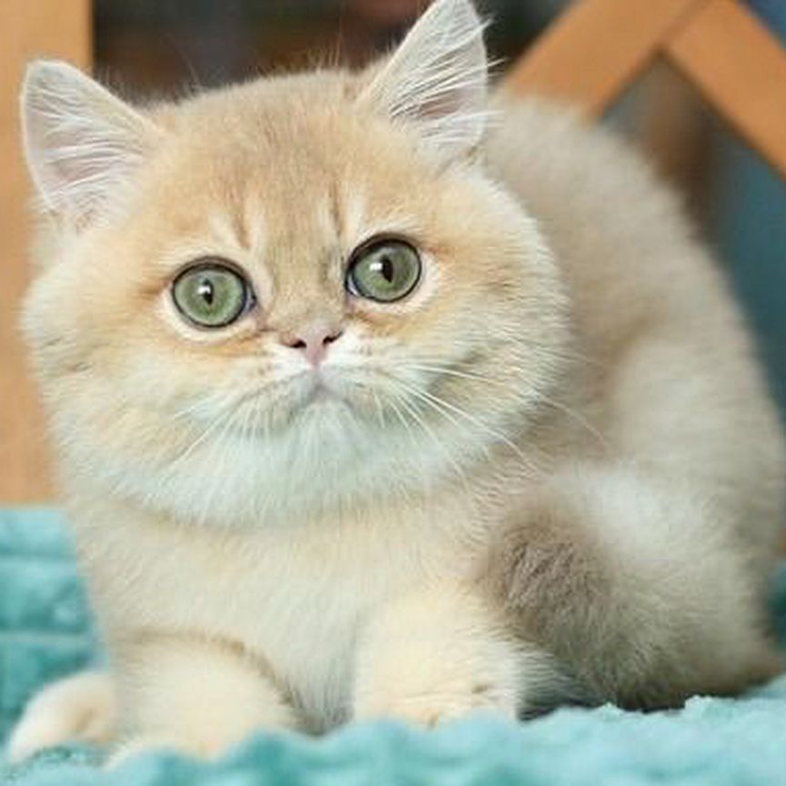 Британский котик Xeon