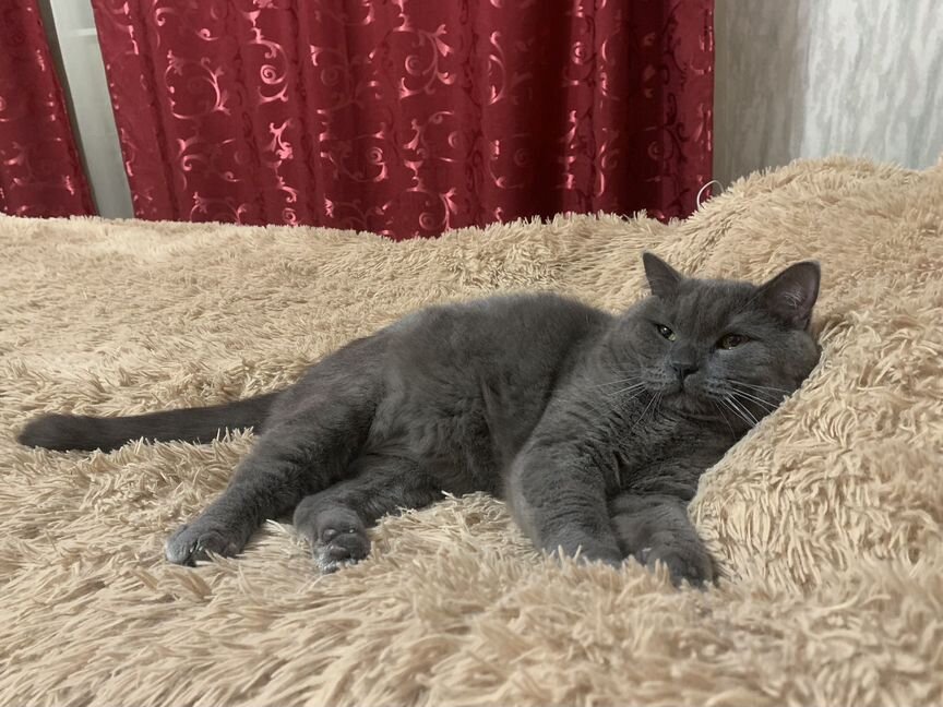 Коты в добрые руки