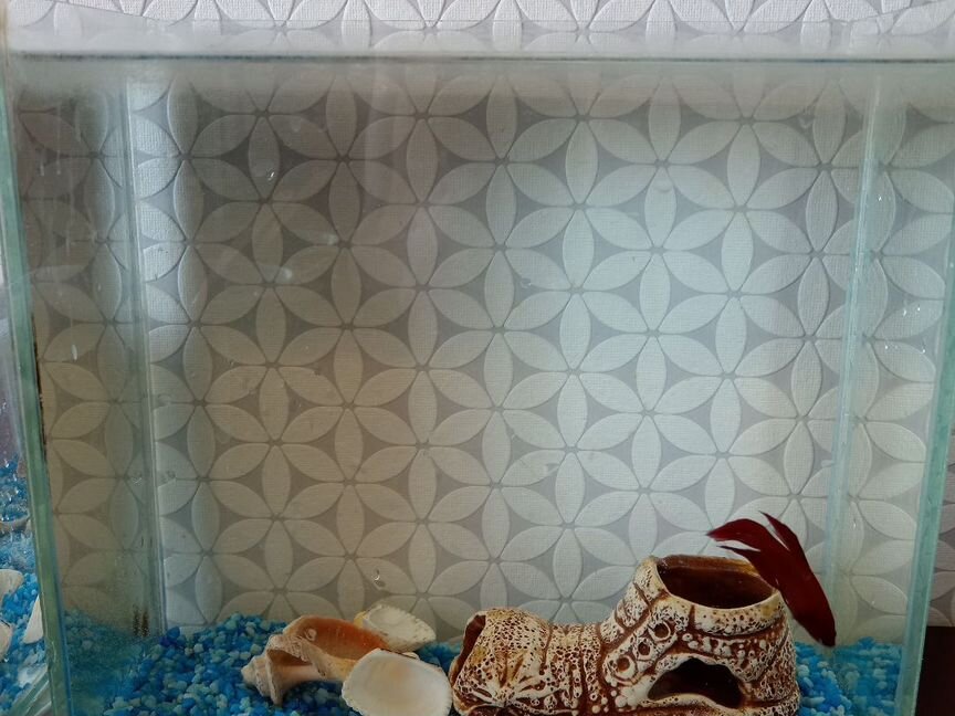 Аквариум с петушком