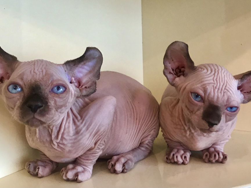 Котята мальчики двельф и двельф лонг голубоглазые
