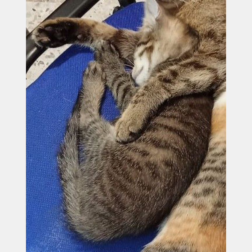 Отдам котенка. Мальчик