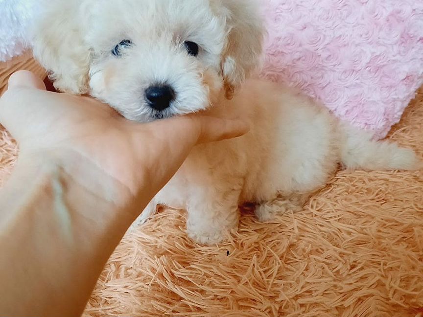 Мальтипу мини Тедди теплый беж