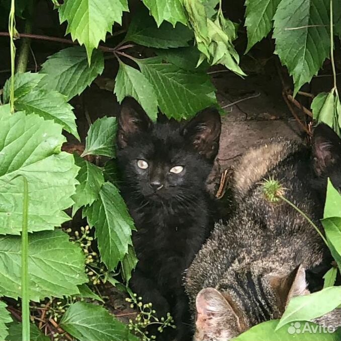 Чудесные котята ищут семью