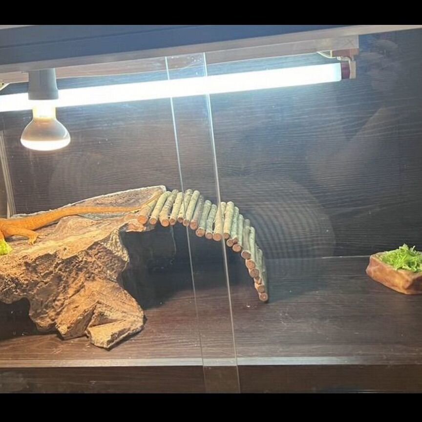 Террариум для рептилий