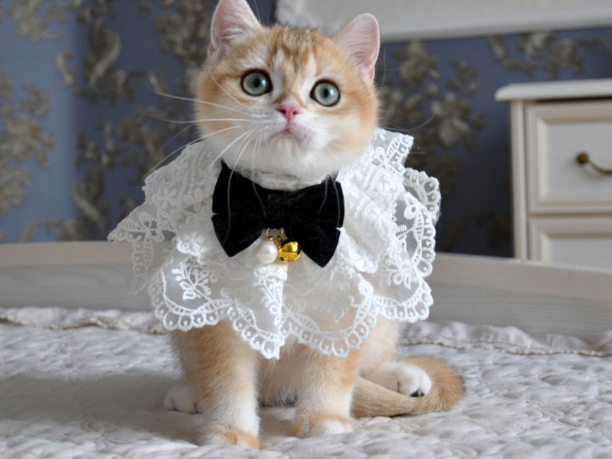 Котик золотая шиншилла