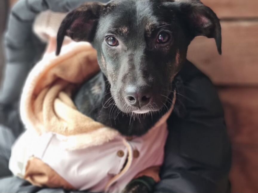 Маленький щенок в добрые руки