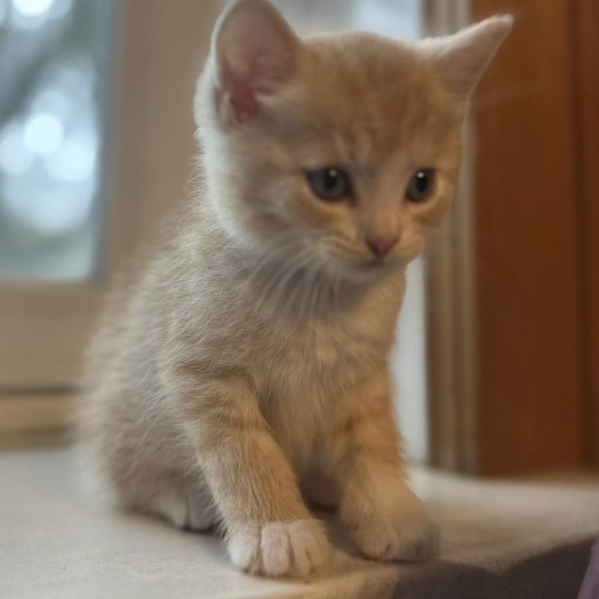 Котенок мальчик