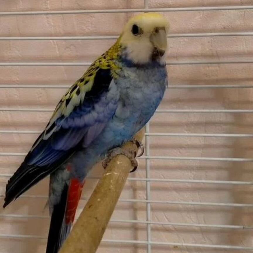 Попугай розелла бледноголовая