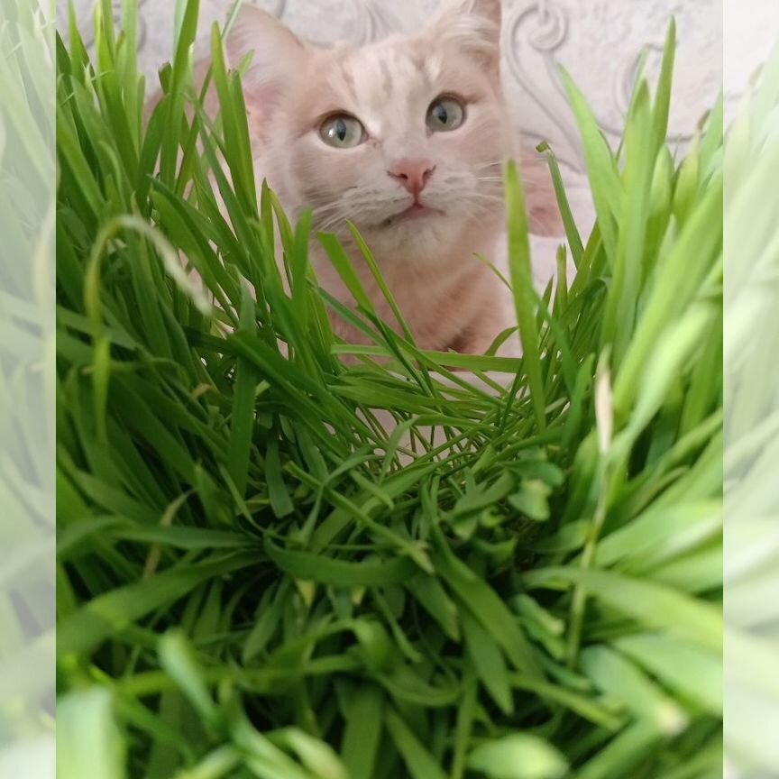 Взрослая, кошка в добрые руки