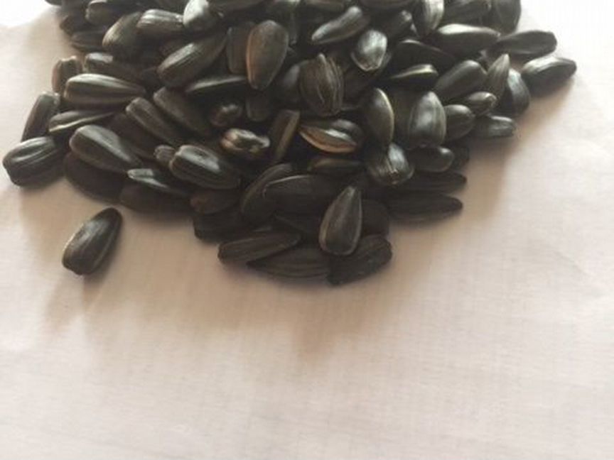 Зерно пшеницы кукурузы семечки подсолнечника