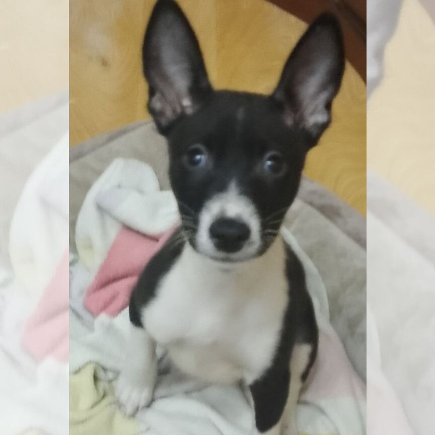 Басенджи, щенок