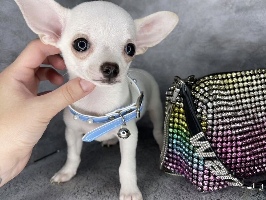 Мини мальчик чихуахуа