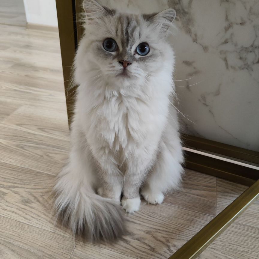 Кошка регдолл