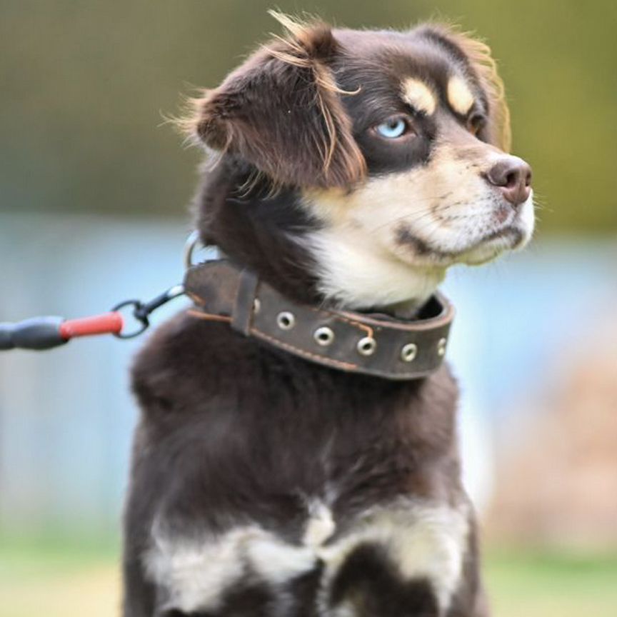 Помски, взрослая собака