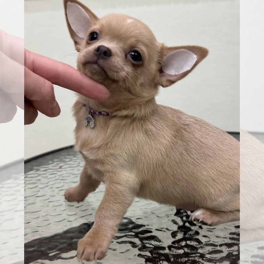 Чихуахуа, щенок