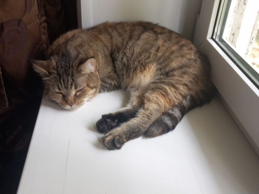 Кошка отдам +500р за неё заплачу