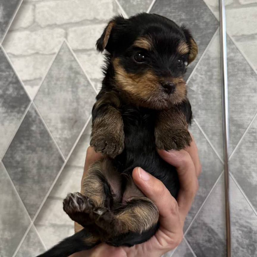 Йоркширский терьер, щенок