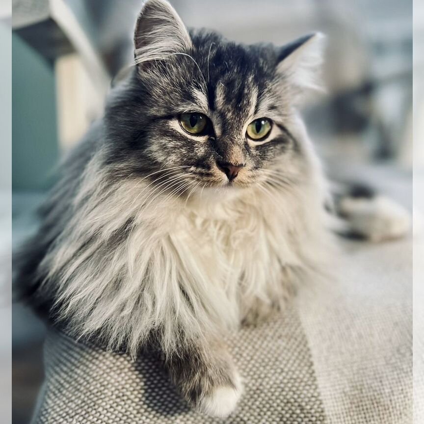 Сибирская кошка, вязка