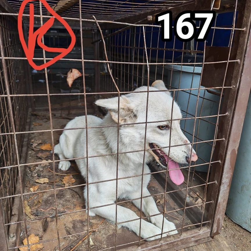 Взрослая собака в добрые руки