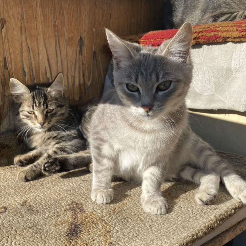 Котята в добрые руки бесплатно