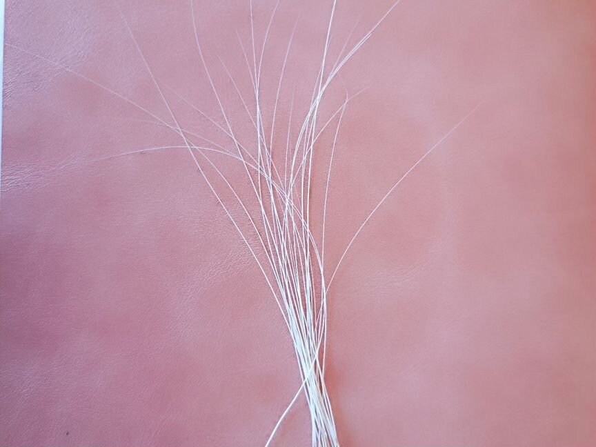 Вибриссы, усы кота