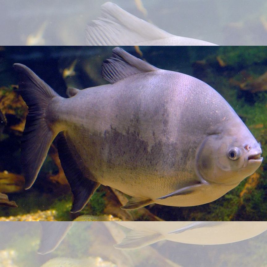 Рыба Паку аквариумная декоративная