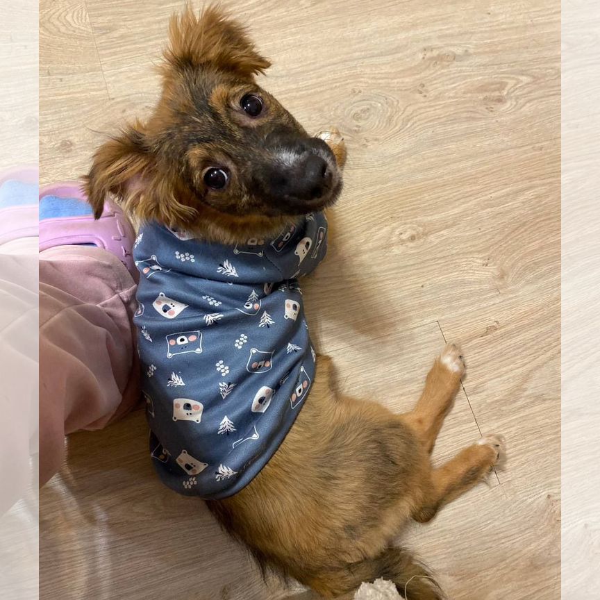 Щенок в добрые руки