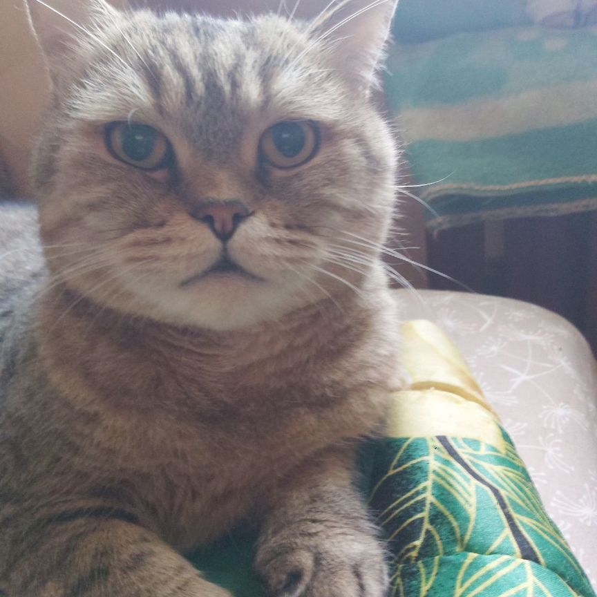 Котика возьмите