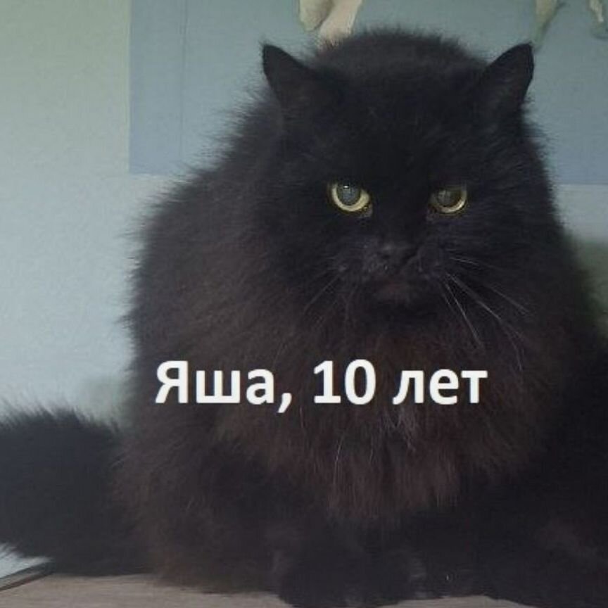 Взрослый кот в добрые руки