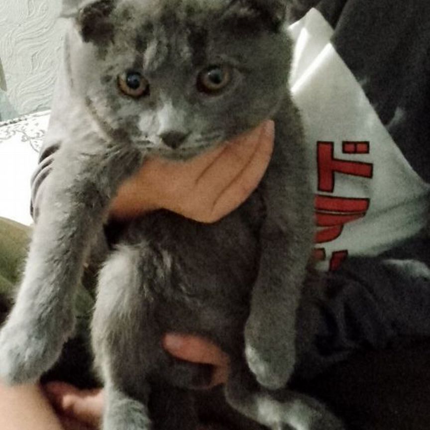 Котята ищут дом